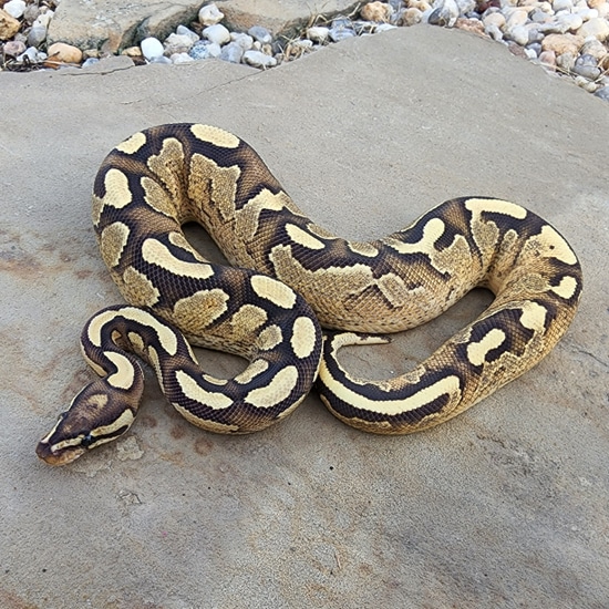 Fire YB Calico Ball Python by Black Diamond Herps