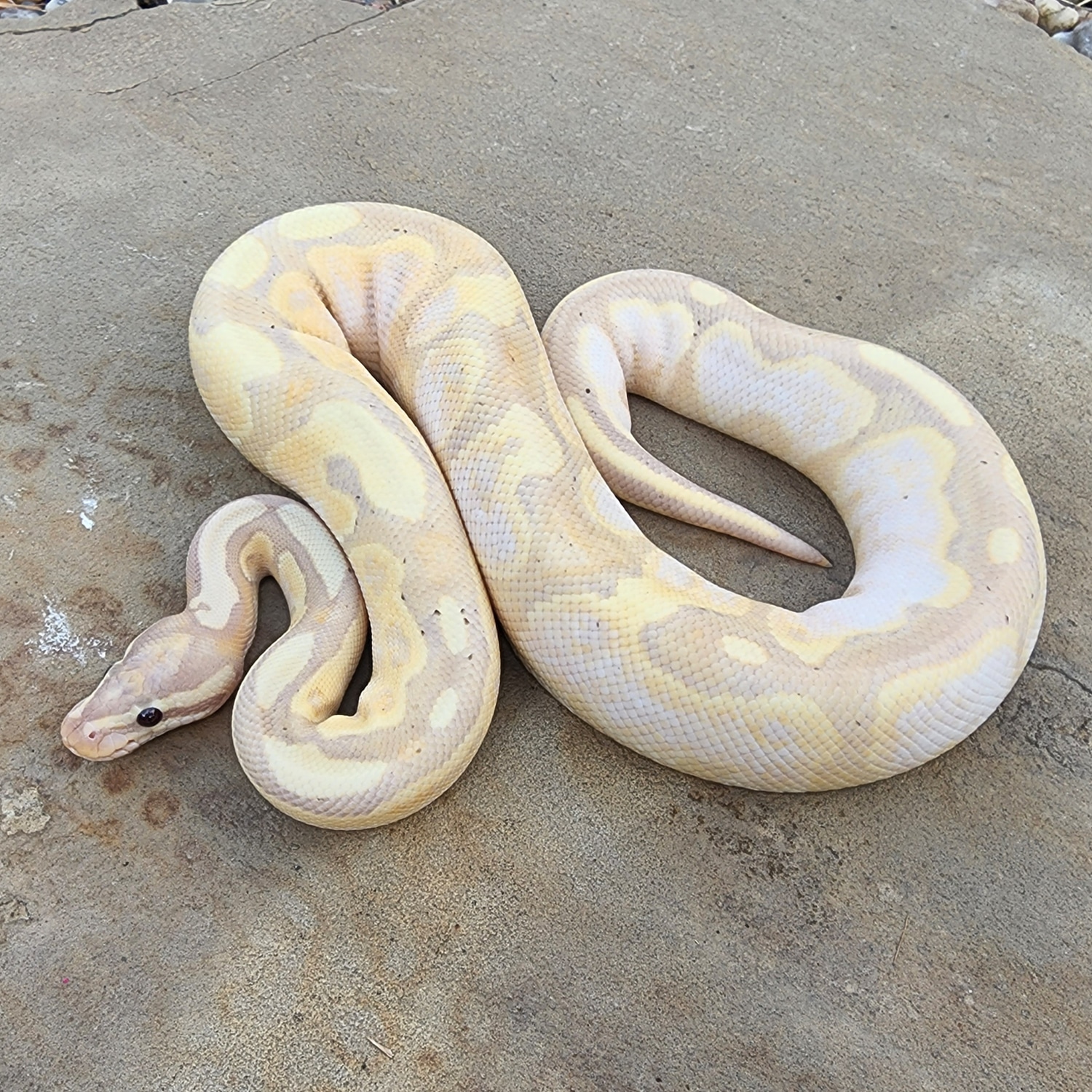 Banana Fire Calico Ball Python by Black Diamond Herps - MorphMarket