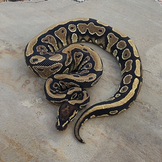 Yellowbelly Ball Python by Black Diamond Herps
