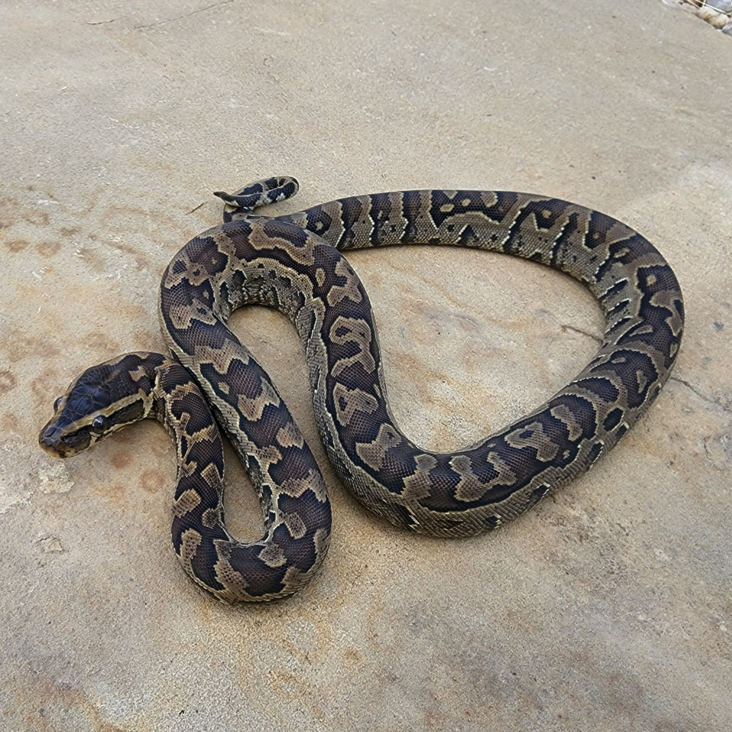 Normal 66% Het Patternless Rock Python by Black Diamond Herps - MorphMarket