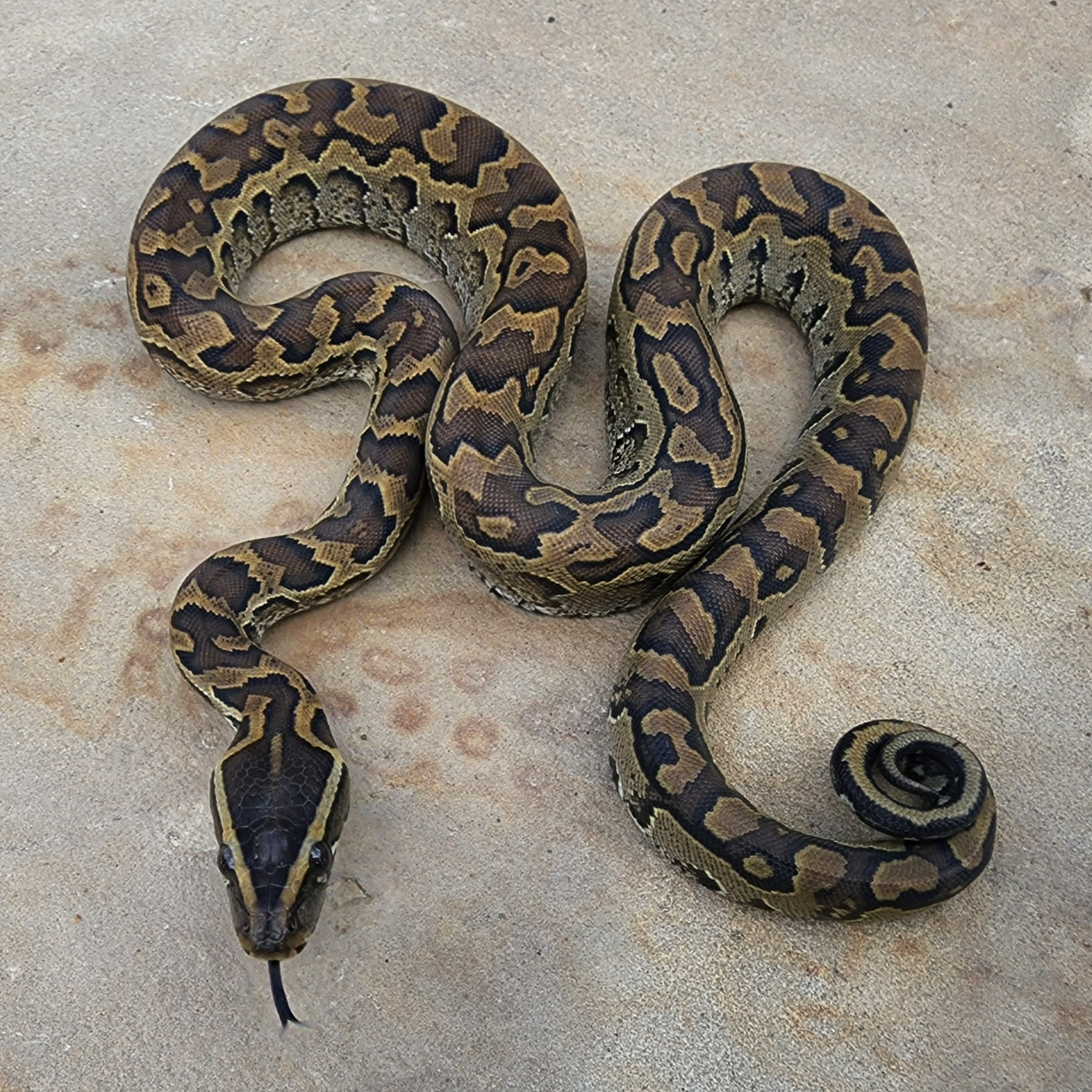 Normal 66% Het Patternless Rock Python by Black Diamond Herps - MorphMarket