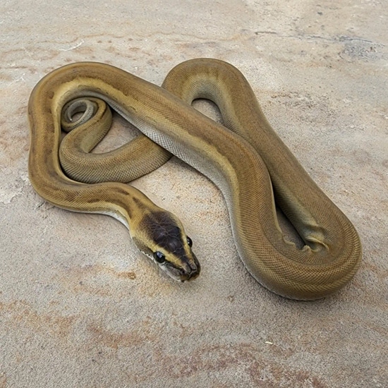 Patternless Rock Python by Black Diamond Herps