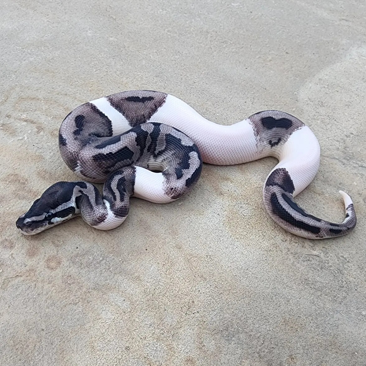 Lightning Pied (VPI) Ball Python by Black Diamond Herps - MorphMarket