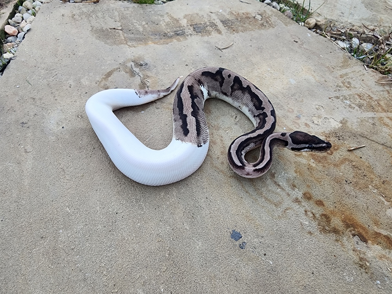 Axanthic (VPI) Pied Ball Python by Black Diamond Herps - MorphMarket