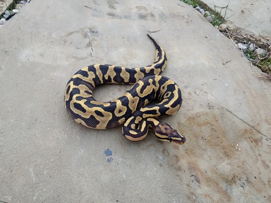 Fire Leopard Pos YB Ball Python by Black Diamond Herps