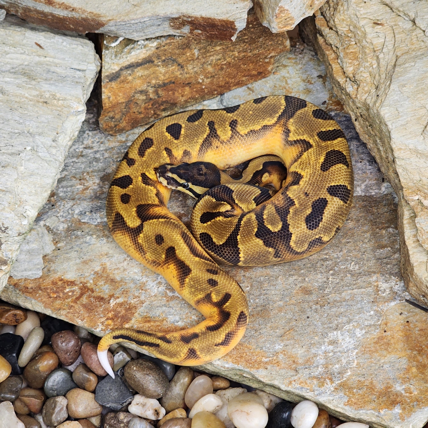 Enchi GeneX Pied Ball Python by Black Diamond Herps - MorphMarket