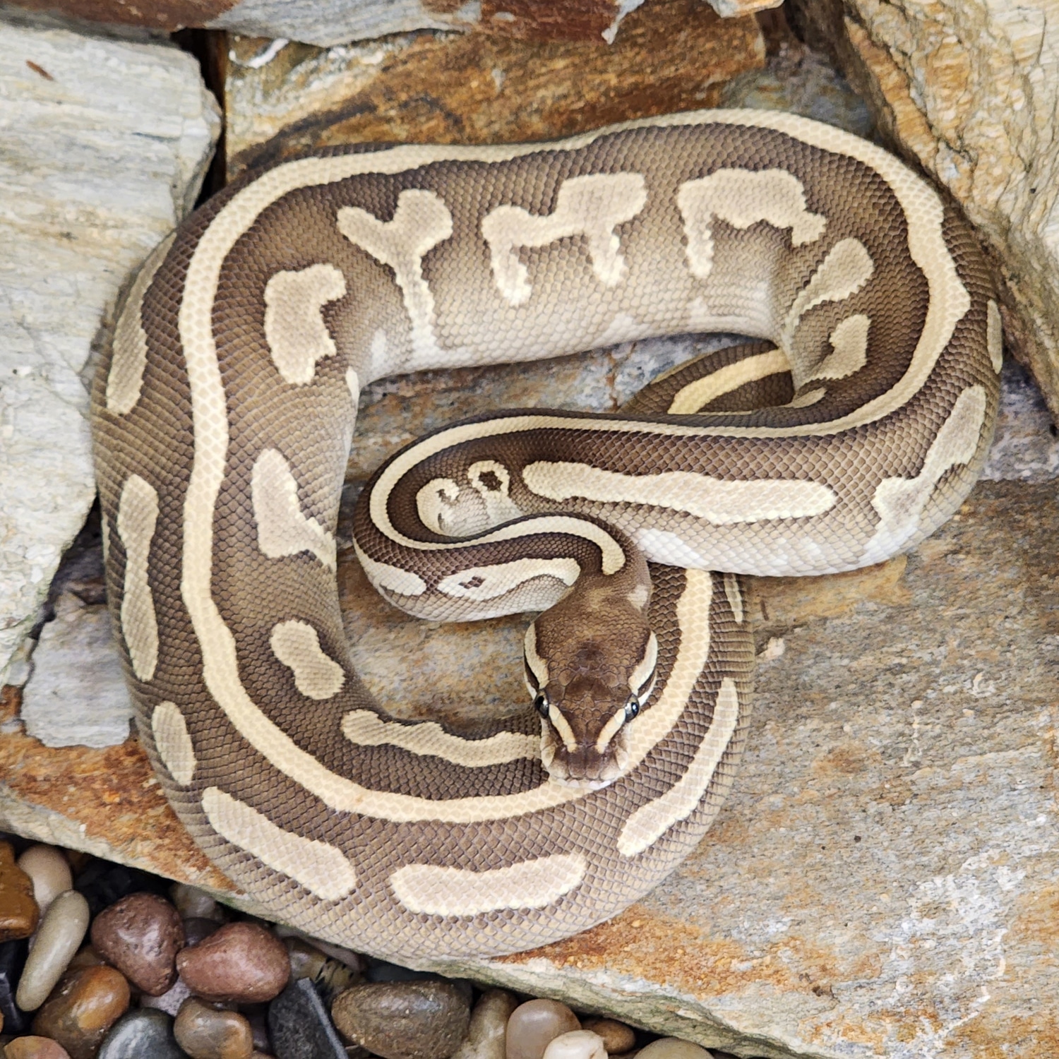 Lesser Leo YB Ball Python by Black Diamond Herps - MorphMarket
