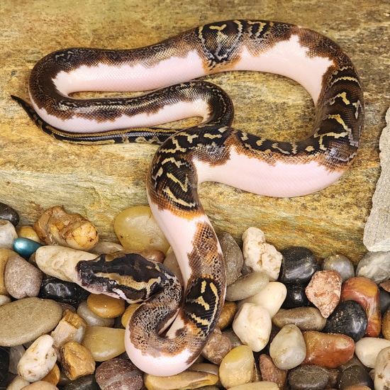 Pied 100% Het Albino Pos Het Green/Granite Burmese Python by Black ...