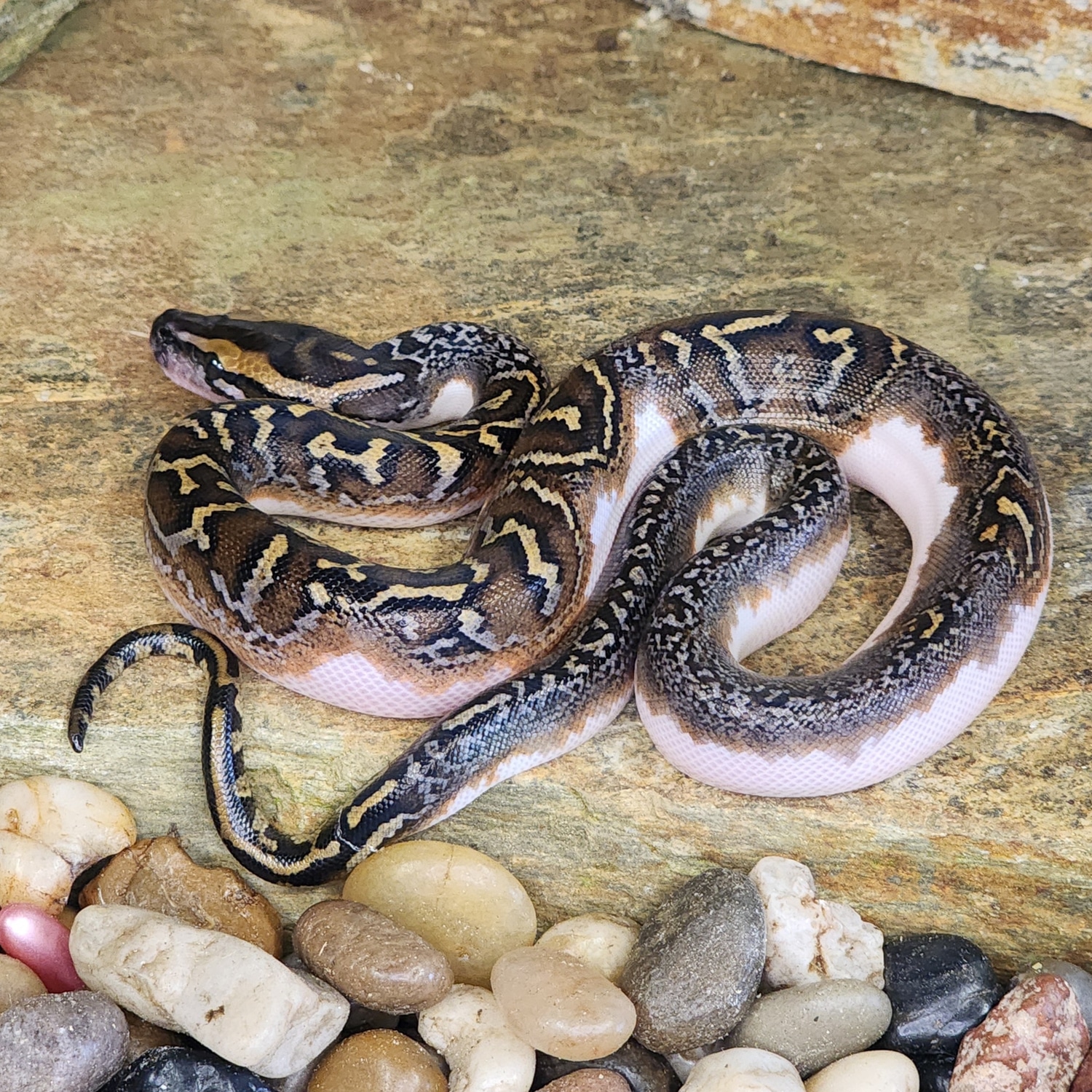 Pied 100% Het Albino Pos Het Green/Granite Burmese Python by Black ...