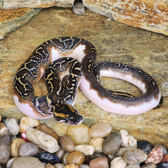 Pied 100% Het Albino Pos Het Green/Granite Burmese Python by Black ...