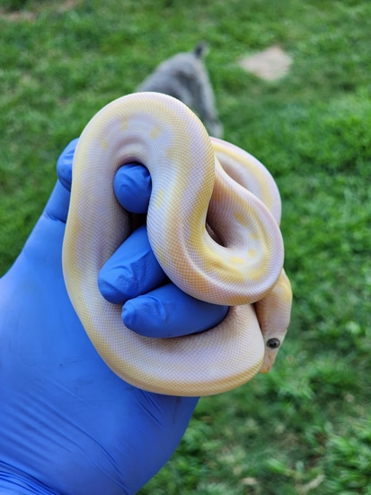 COW Reticulated Python by Black Diamond Herps