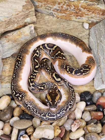 Pied 100% Het Albino Pos Het Green/Granite Burmese Python by Black ...