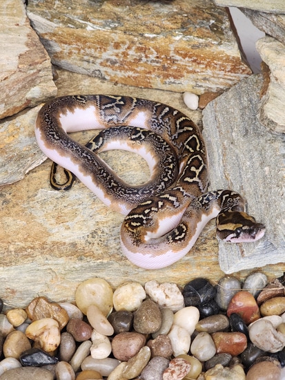 Pied 100% Het Albino Pos Het Green/Granite Burmese Python by Black ...