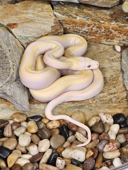COW Reticulated Python by Black Diamond Herps