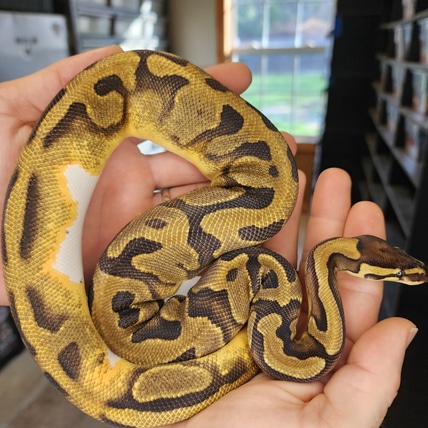 Black Diamond Herps - MorphMarket