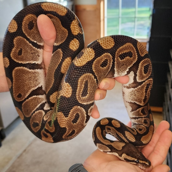 Normal Breeder (2,278g) Ball Python by Black Diamond Herps