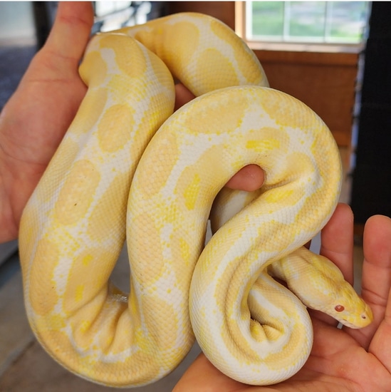 Albino Breeder (1,445g) Ball Python by Black Diamond Herps