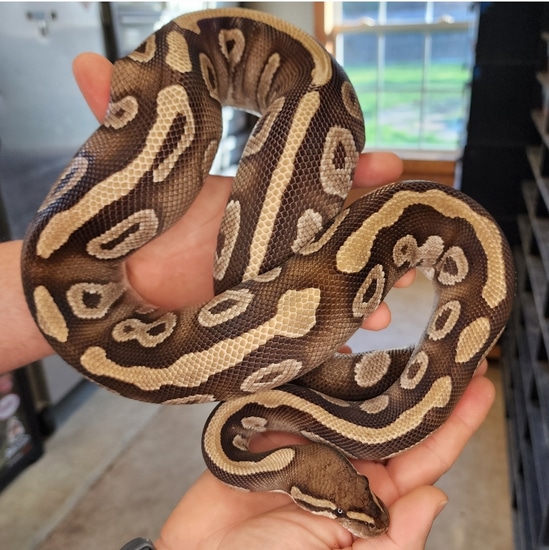 Mojave Breeder (1,964g) Ball Python by Black Diamond Herps