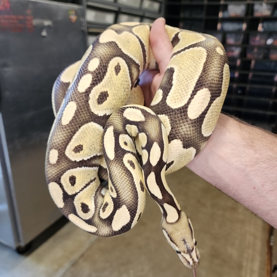 Desert Ghost (Breeder 1,715g) Ball Python by Black Diamond Herps