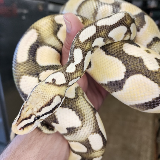Pastel Desert Ghost (Breeder) Ball Python by Black Diamond Herps