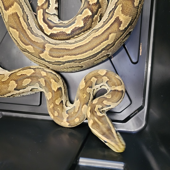 Female *Aberrant Pattern* Rock Python by Black Diamond Herps