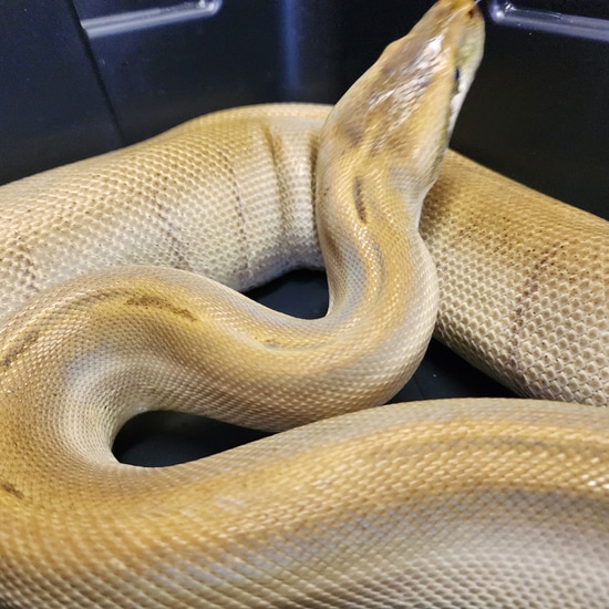 Patternless Female Rock Python by Black Diamond Herps