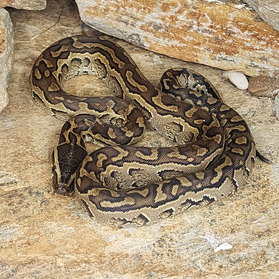 Rock Python by Black Diamond Herps