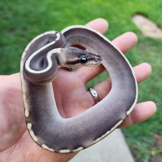 GHI Mojave Pos Harlequin Ball Python by Black Diamond Herps
