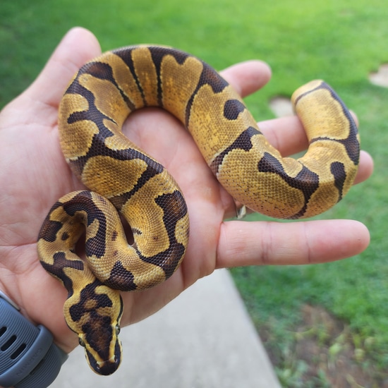 Super Enchi Fire Ball Python by Black Diamond Herps