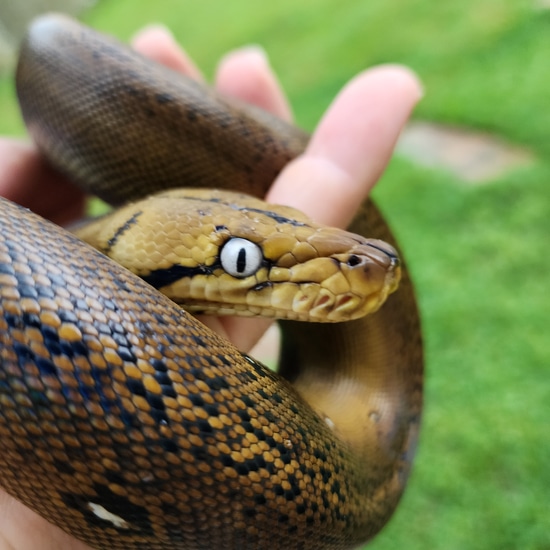 GC HOGS Platinum Reticulated Python by Black Diamond Herps