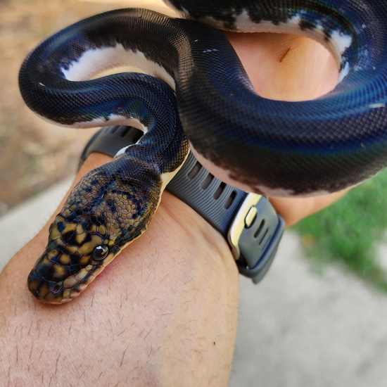 Motley Goldenchild Tiger Pied Reticulated Python by Black Diamond Herps