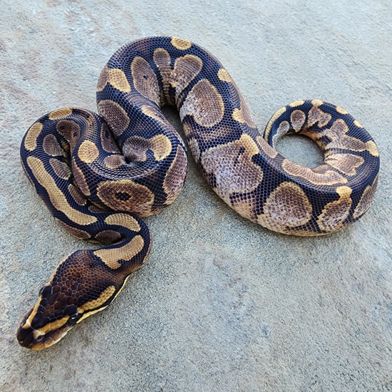 Calico Red Stripe Ball Python by Black Diamond Herps