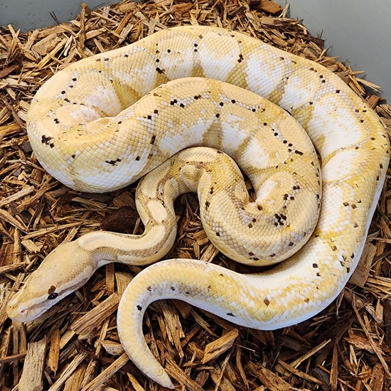 Calico Banana -Proven Breeder- Ball Python by Black Diamond Herps