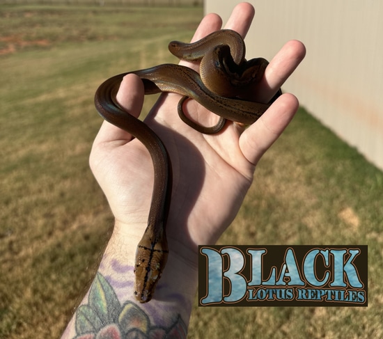 Sunfire Golden Child DH Albino OGS Reticulated Python by Black Lotus ...