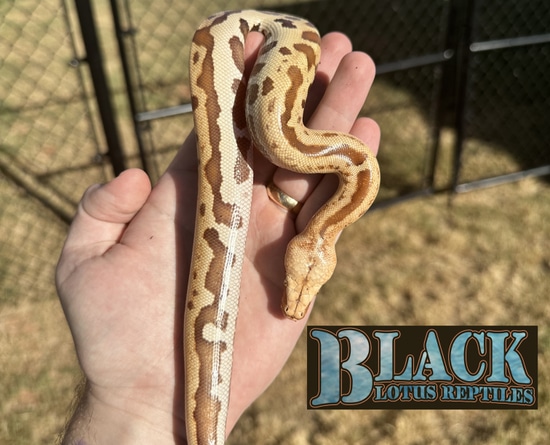 T+ Albino 007 Blood Python by Black Lotus Reptiles