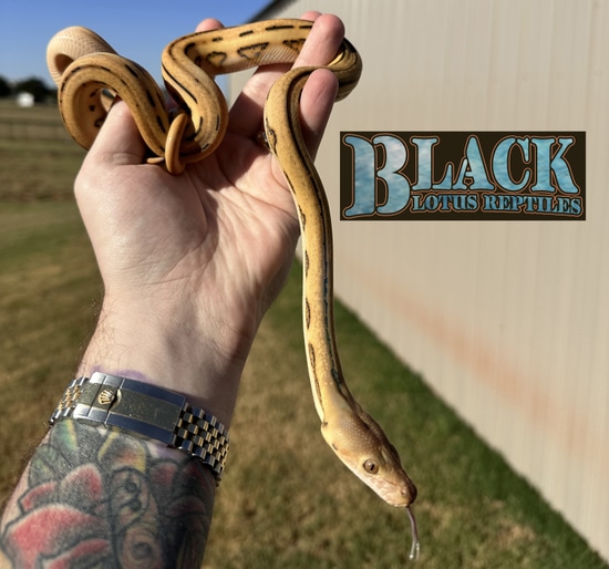 Super Tiger Sunfire DH Albino OGS Reticulated Python by Black Lotus ...