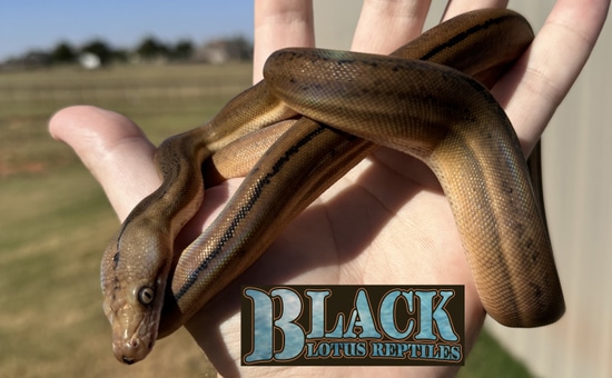 Golden Child SunTiger DH Albino OGS Reticulated Python by Black Lotus ...
