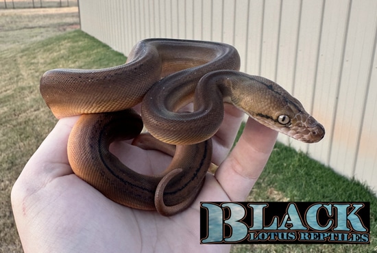 Golden Child SunTiger DH Albino OGS Reticulated Python by Black Lotus ...