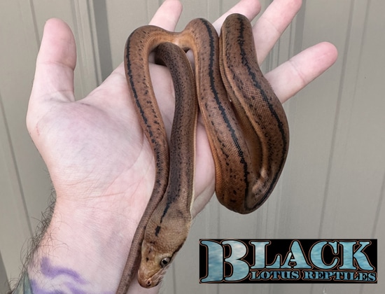 Golden Child Tiger Sunfire DH Albino OGS Reticulated Python by Black ...