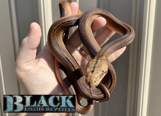 Golden Child Sun Tiger DH Albino OGS Reticulated Python by Black Lotus ...