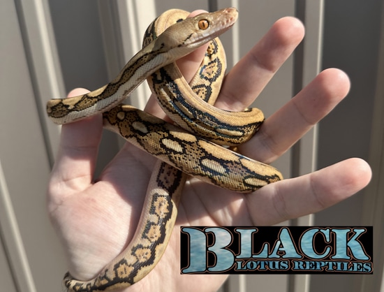 Tiger DH Albino OGS Reticulated Python by Black Lotus Reptiles