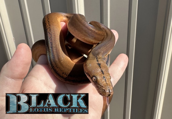Golden Child Sun Tiger DH Albino OGS Reticulated Python by Black Lotus ...