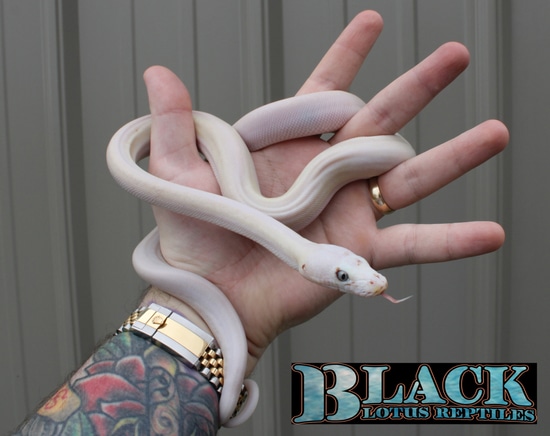 Cow Reticulated Python by Black Lotus Reptiles