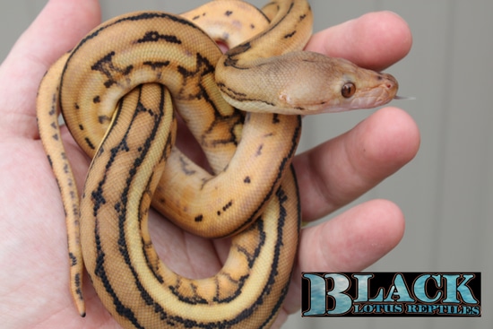 Super Tiger Poss Het OGS Reticulated Python by Black Lotus Reptiles