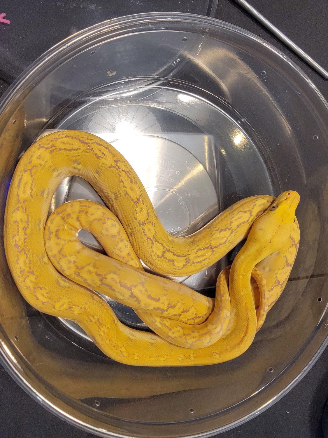 Lavender Platinum Phantom Reticulated Python by Black Magic Reptiles ...