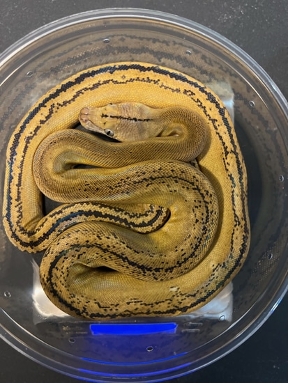 Platinum Tiger Golden Child Reticulated Python by Black Magic Reptiles