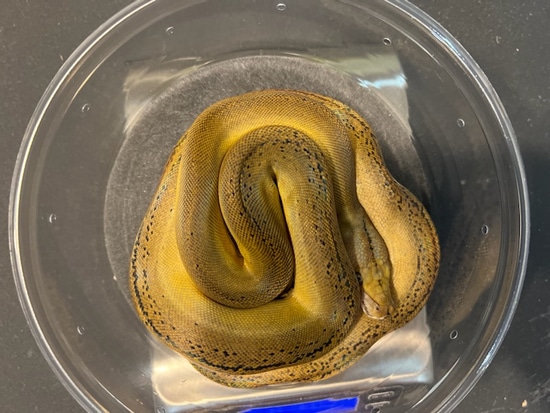 Platinum Golden Child Tiger Reticulated Python by Black Magic Reptiles