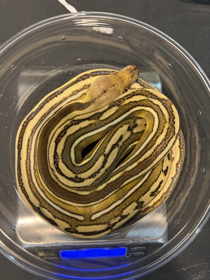 Phantom Tiger Reticulated Python by Black Magic Reptiles