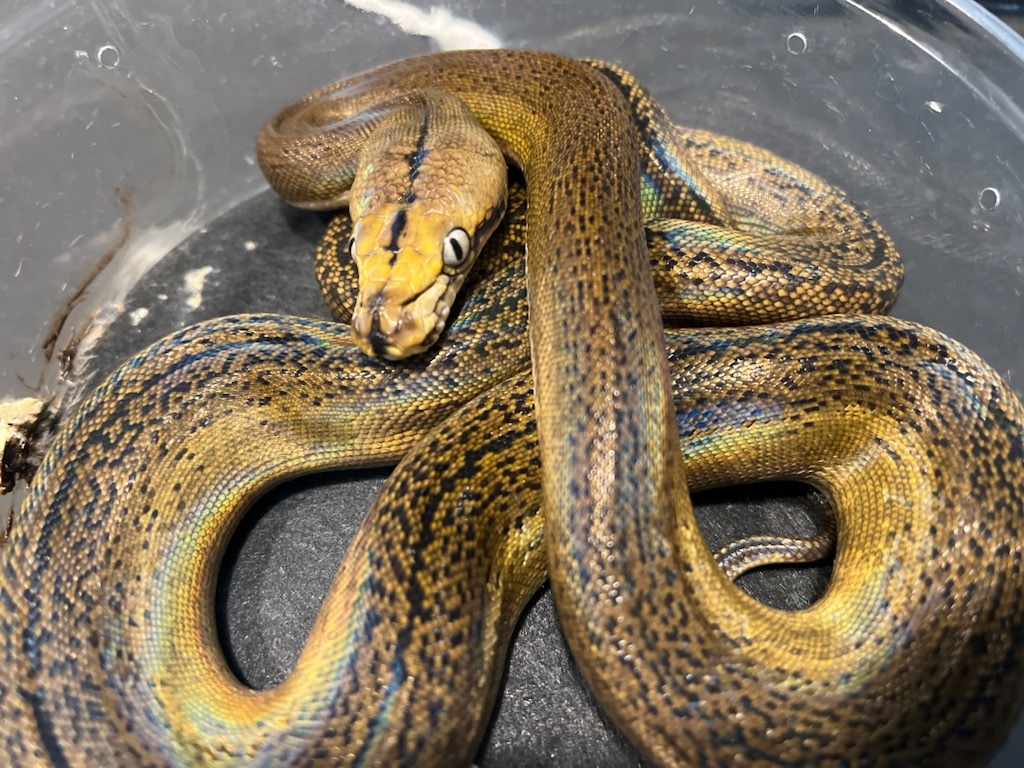 Golden Child Tiger Reticulated Python by Black Magic Reptiles - MorphMarket
