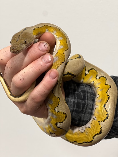 Sunfire Reticulated Python by Black Magic Reptiles